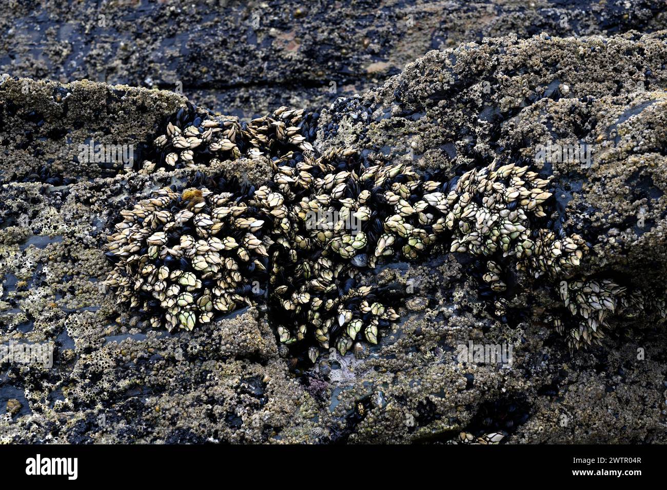 Goss neck barnacle hi-res stock photography and images - Alamy