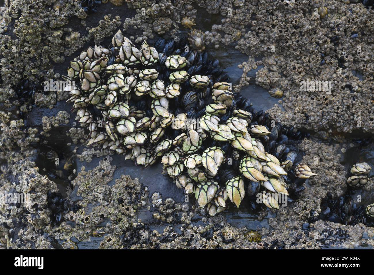 Goss neck barnacle hi-res stock photography and images - Alamy