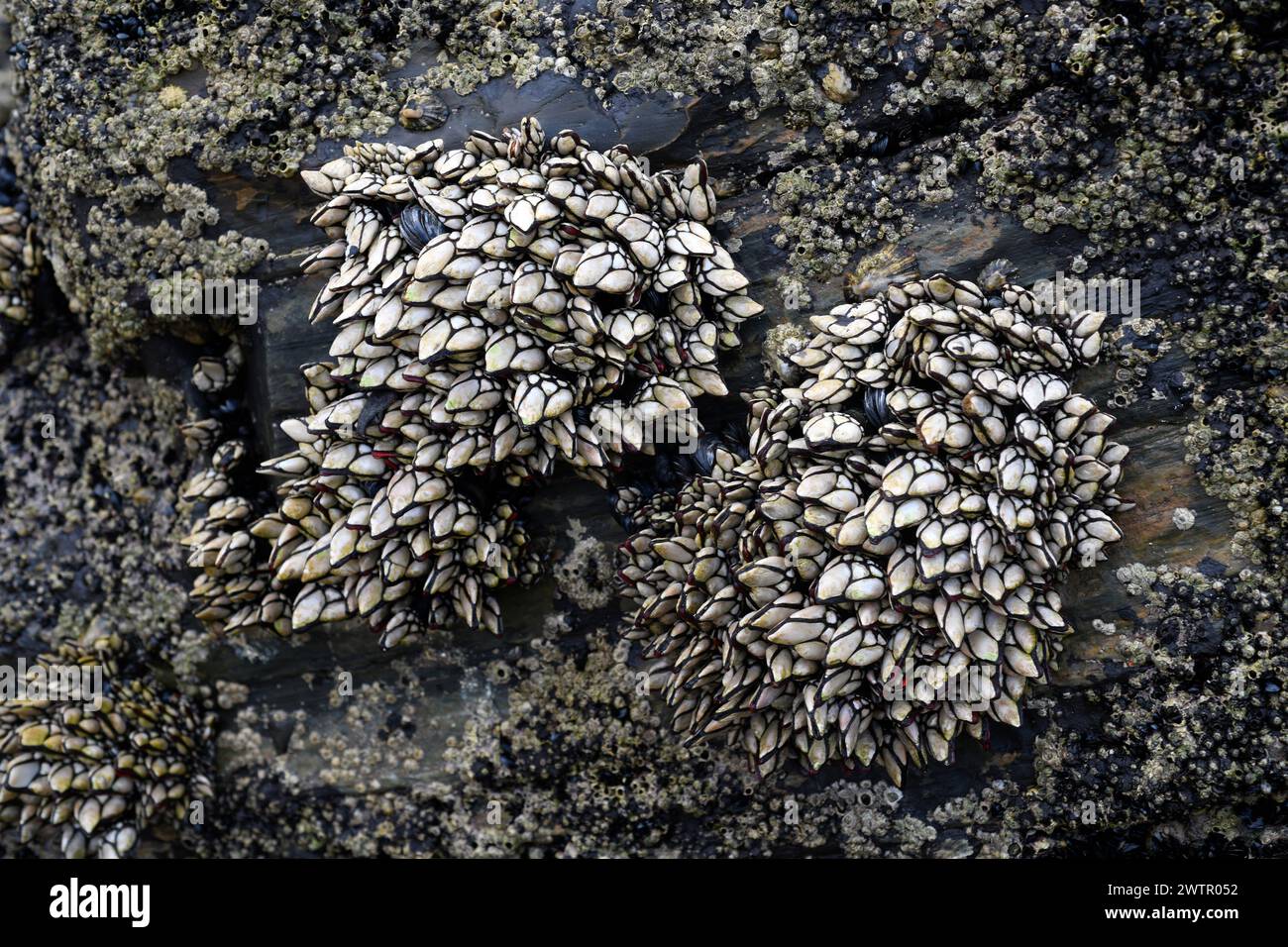 Goss neck barnacle hi-res stock photography and images - Alamy