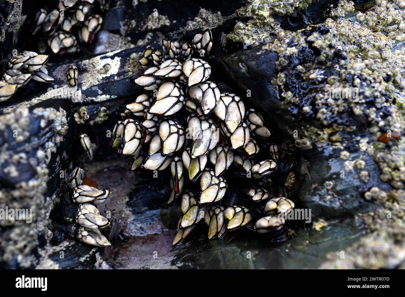 Goss neck barnacle hi-res stock photography and images - Alamy