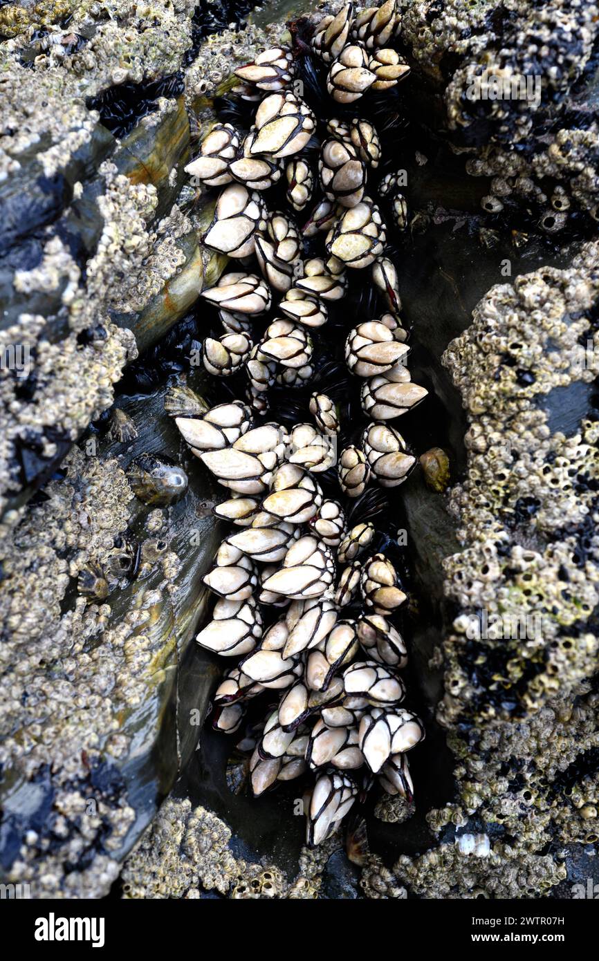 Goss neck barnacle hi-res stock photography and images - Alamy