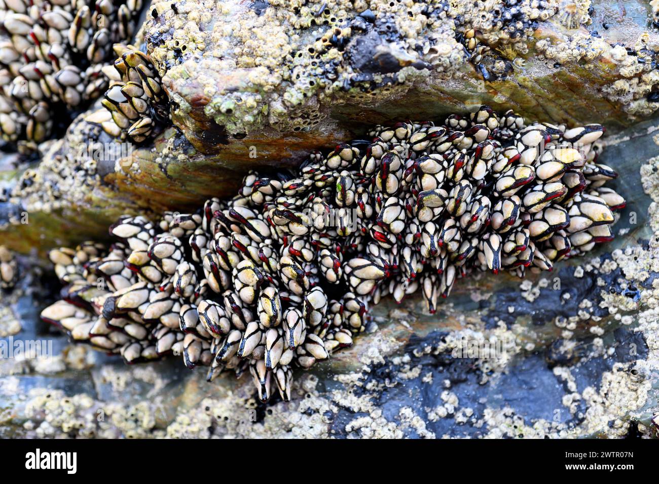 Goss neck barnacle hi-res stock photography and images - Alamy