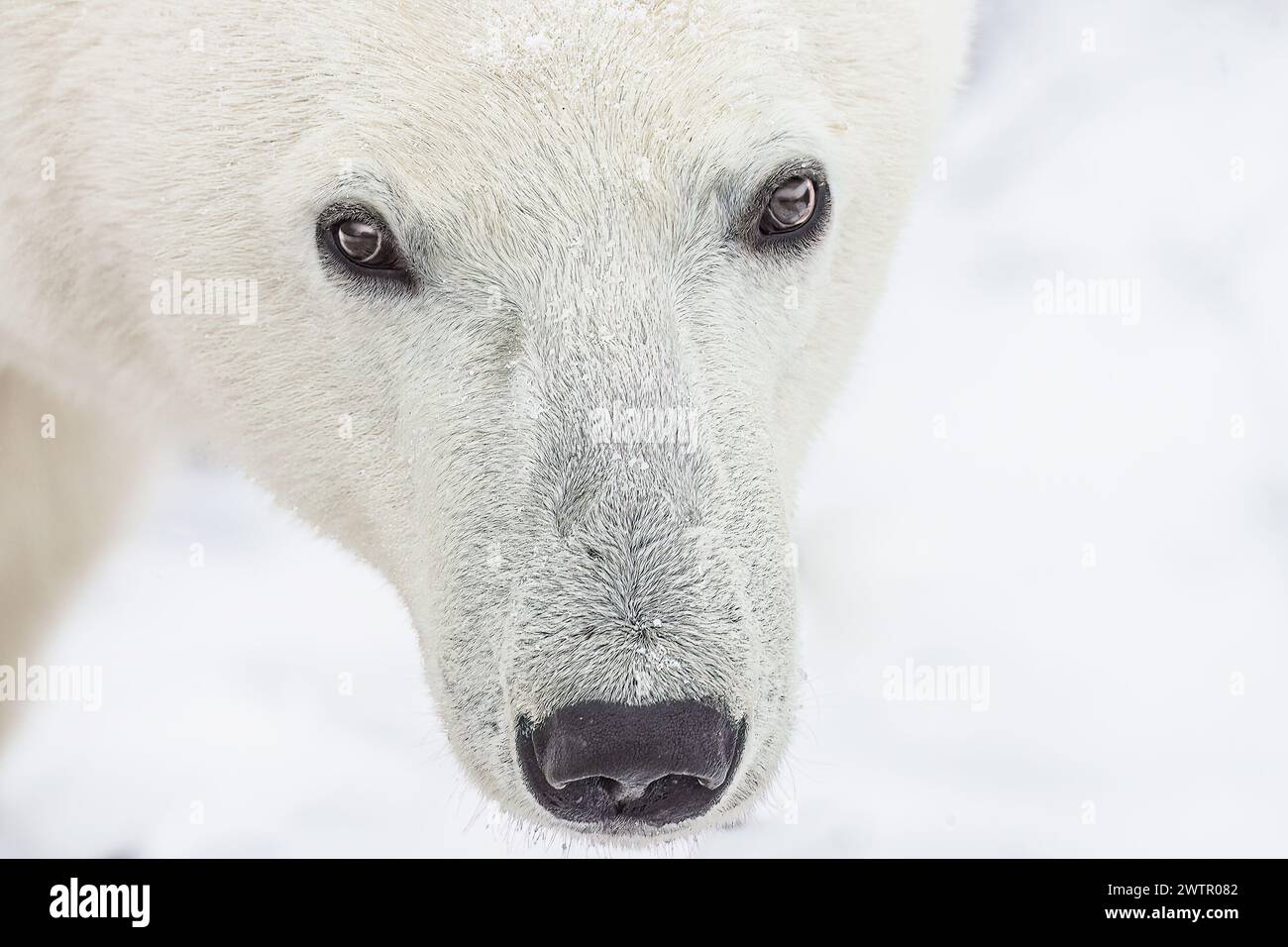 The handsome bear CANADA EXCITING images give you a chance to see an ...