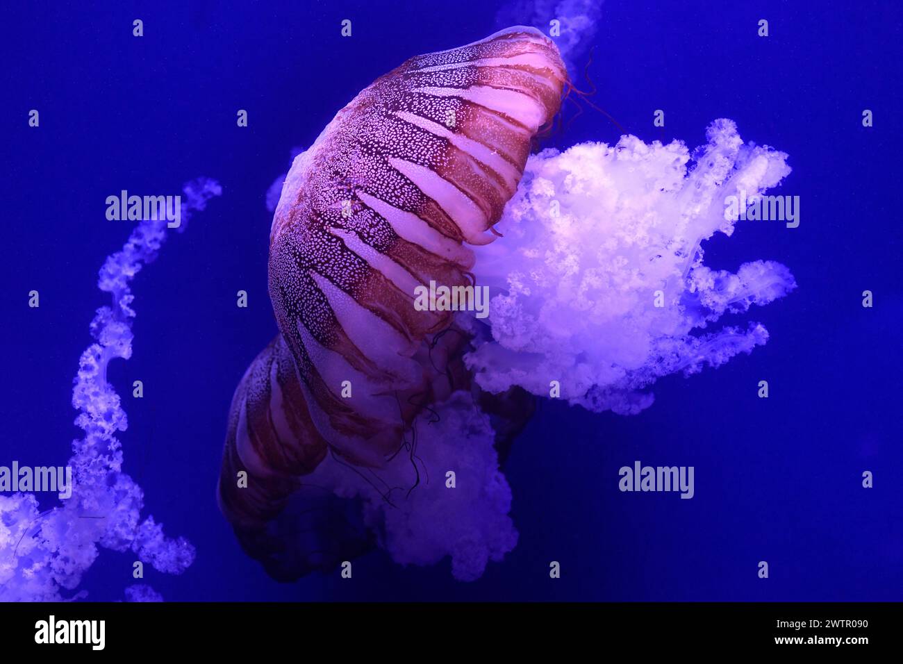 Atlantic sea nettle jellyfish chrysaora hi-res stock photography and ...