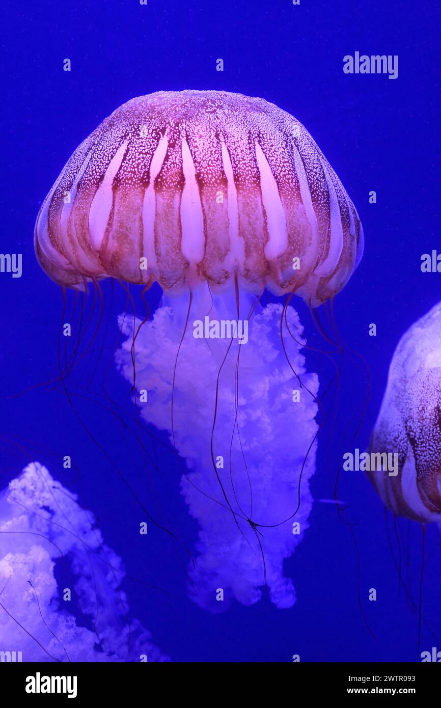 Atlantic sea nettle jellyfish chrysaora hi-res stock photography and ...