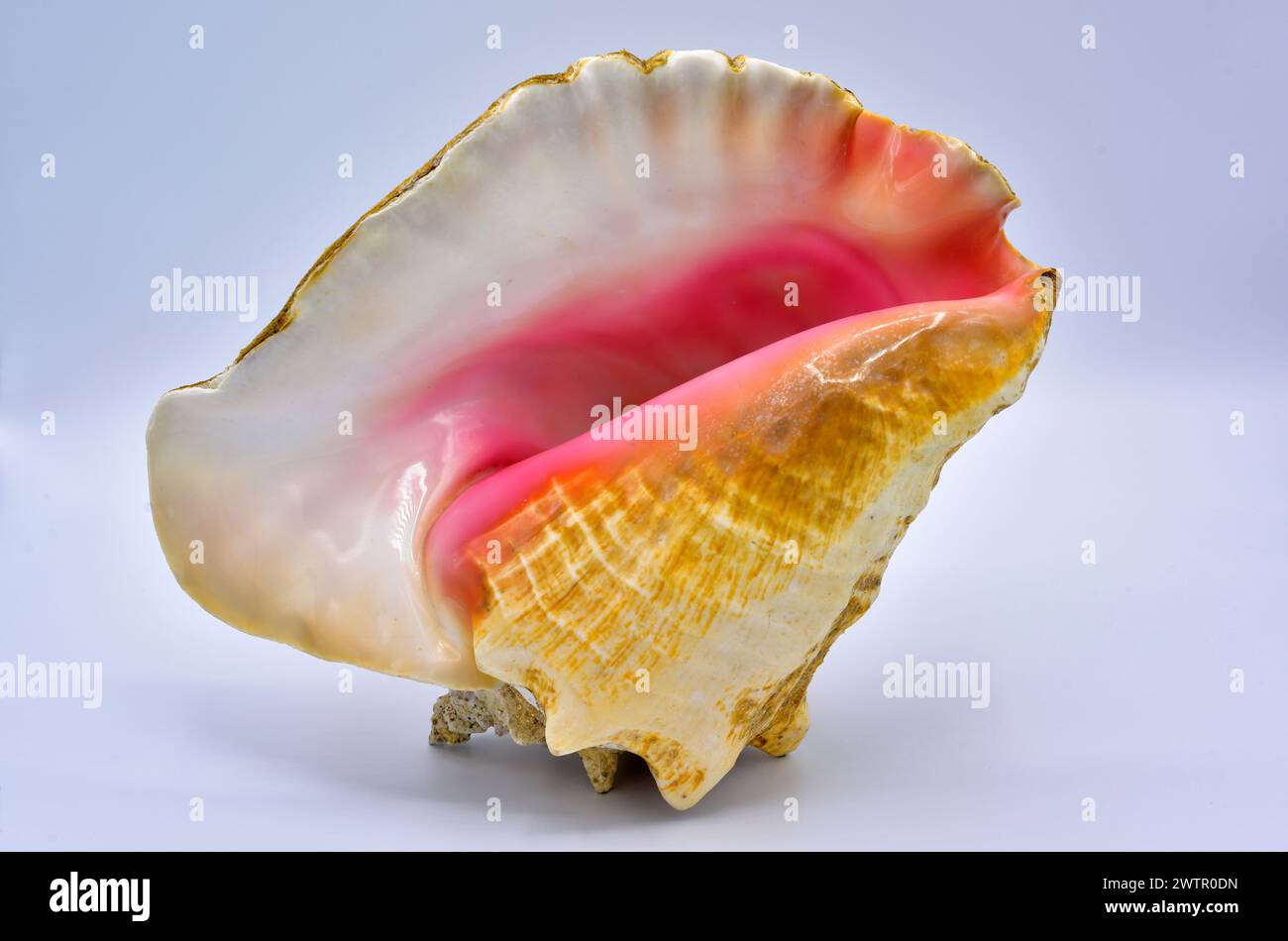 Caracol pala hi-res stock photography and images - Alamy