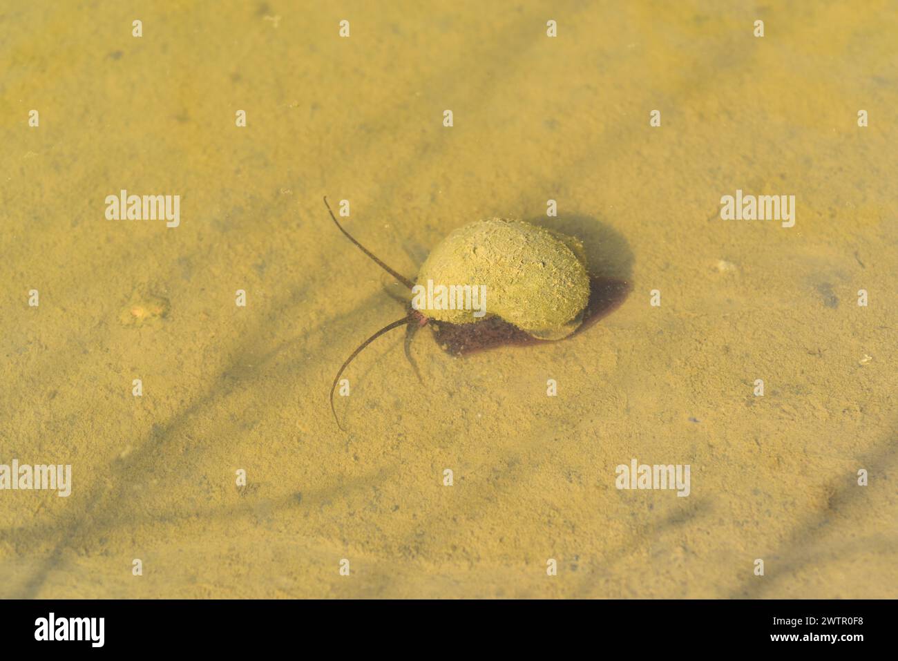 Manzana asia hi-res stock photography and images - Alamy