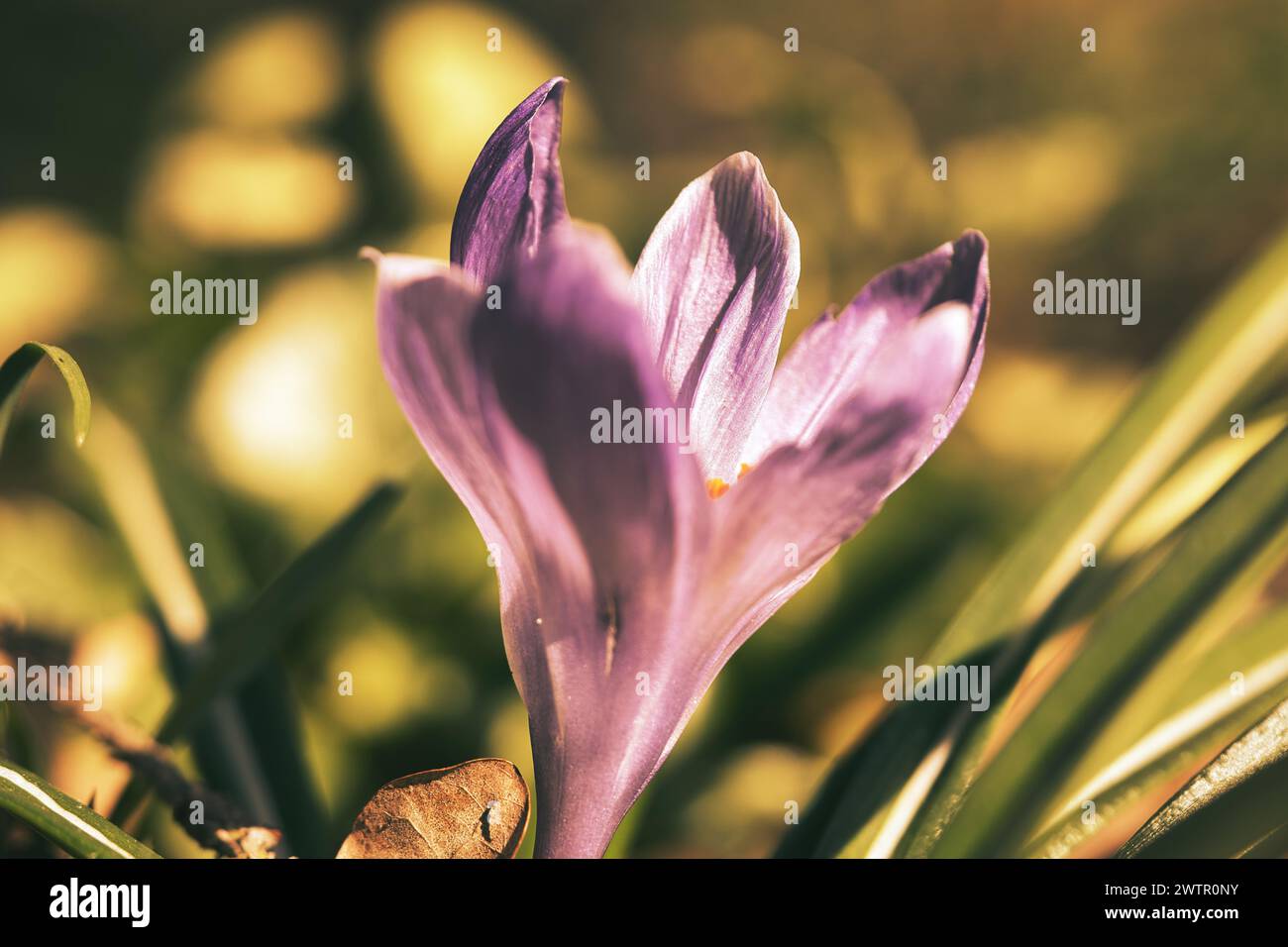 Single crocus flower in a meadow in soft warm light. Spring flowers ...
