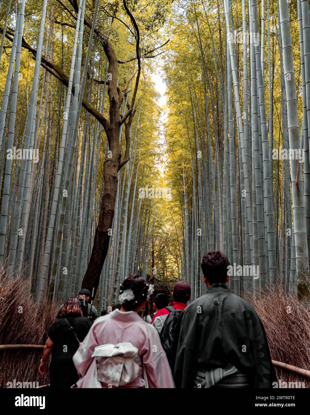 Kyoto, Japan, Bamboo forest June 2023 Stock Photo - Alamy