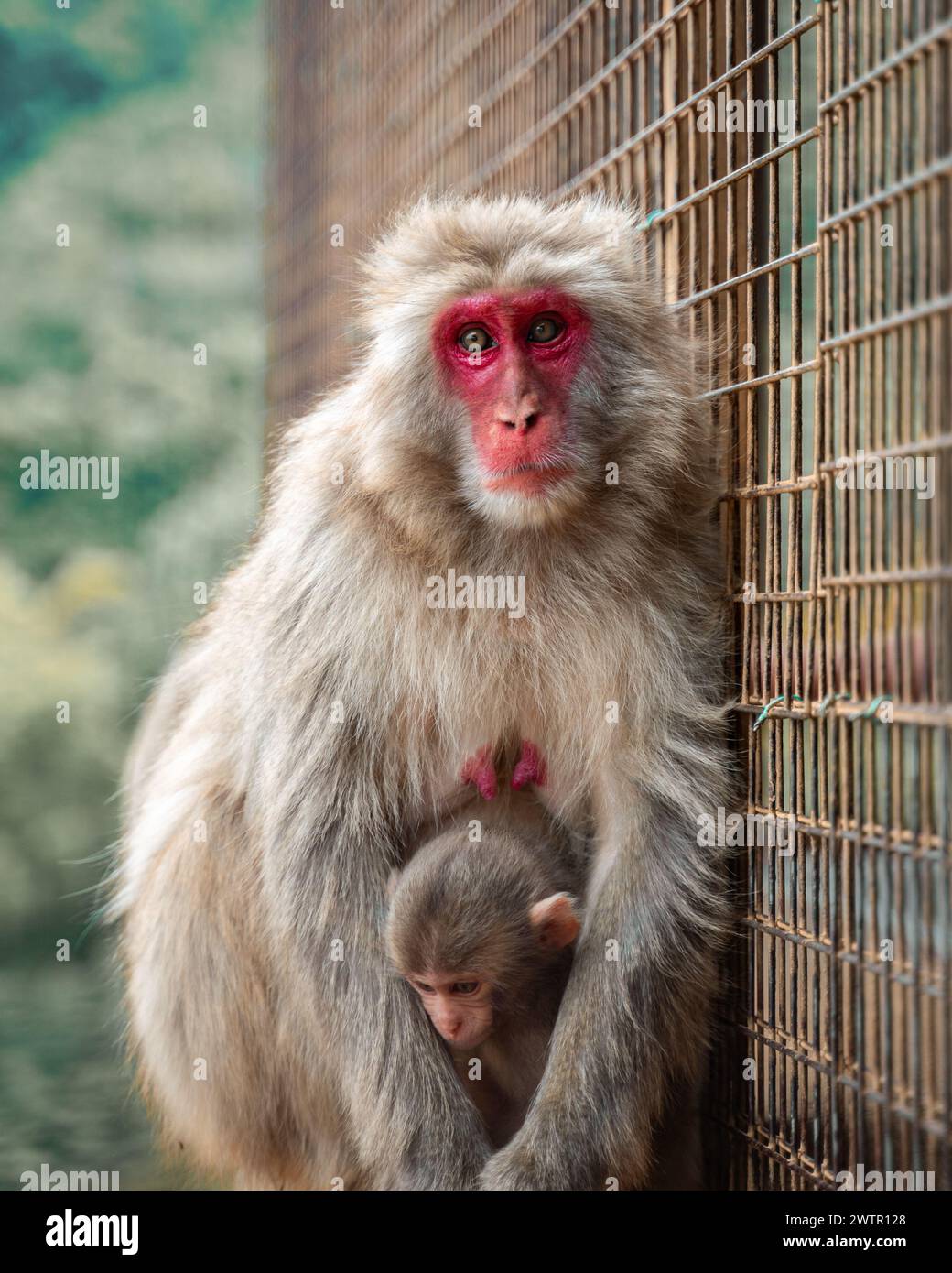 arashiyama monkey park, sanctuary, kyoto, japan - june 2023 Stock Photo ...