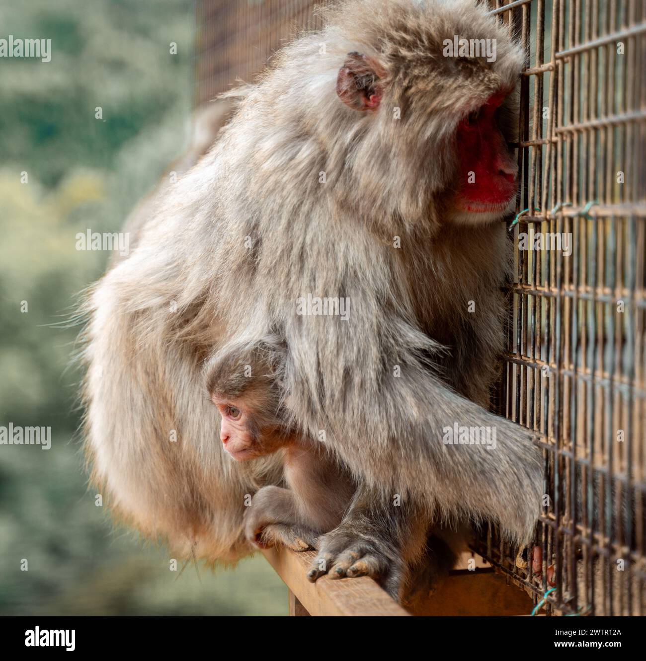 arashiyama monkey park, sanctuary, kyoto, japan - june 2023 Stock Photo ...