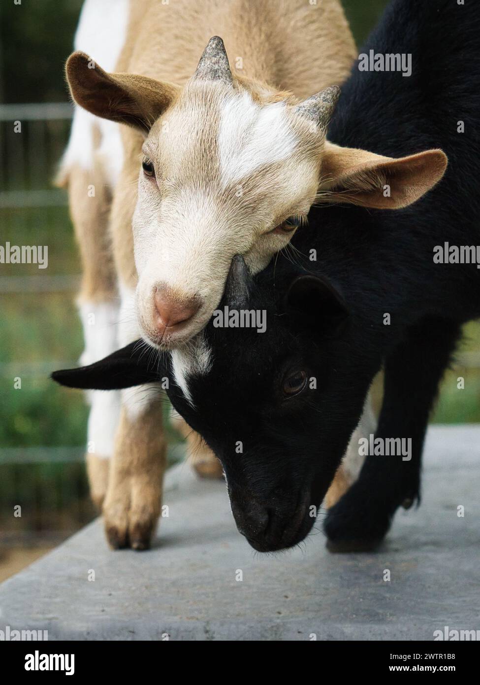 Goats playing with each other. Funny animal photo. Farm animal on the ...