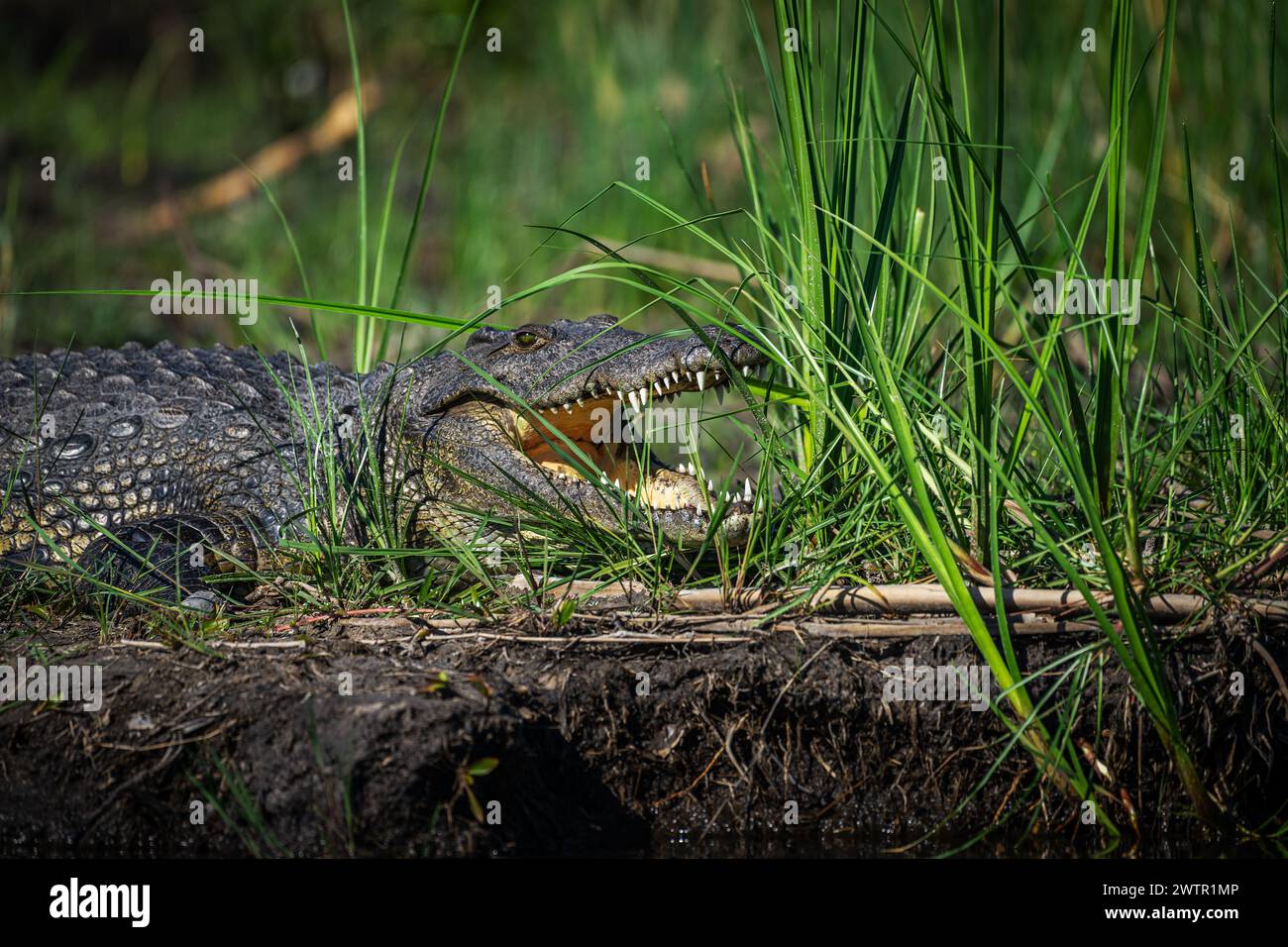 Nile Crocodiles,Crocodylus Niloticus, On The Banks Of The Kwando River ...
