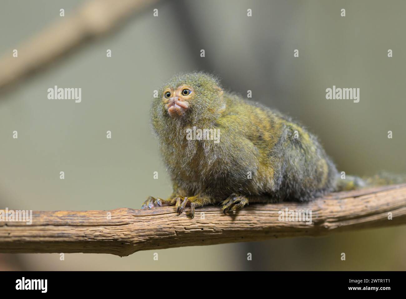 A cute little Pygmy marmoset (Cebuella pygmaea) sitting on a branch in ...