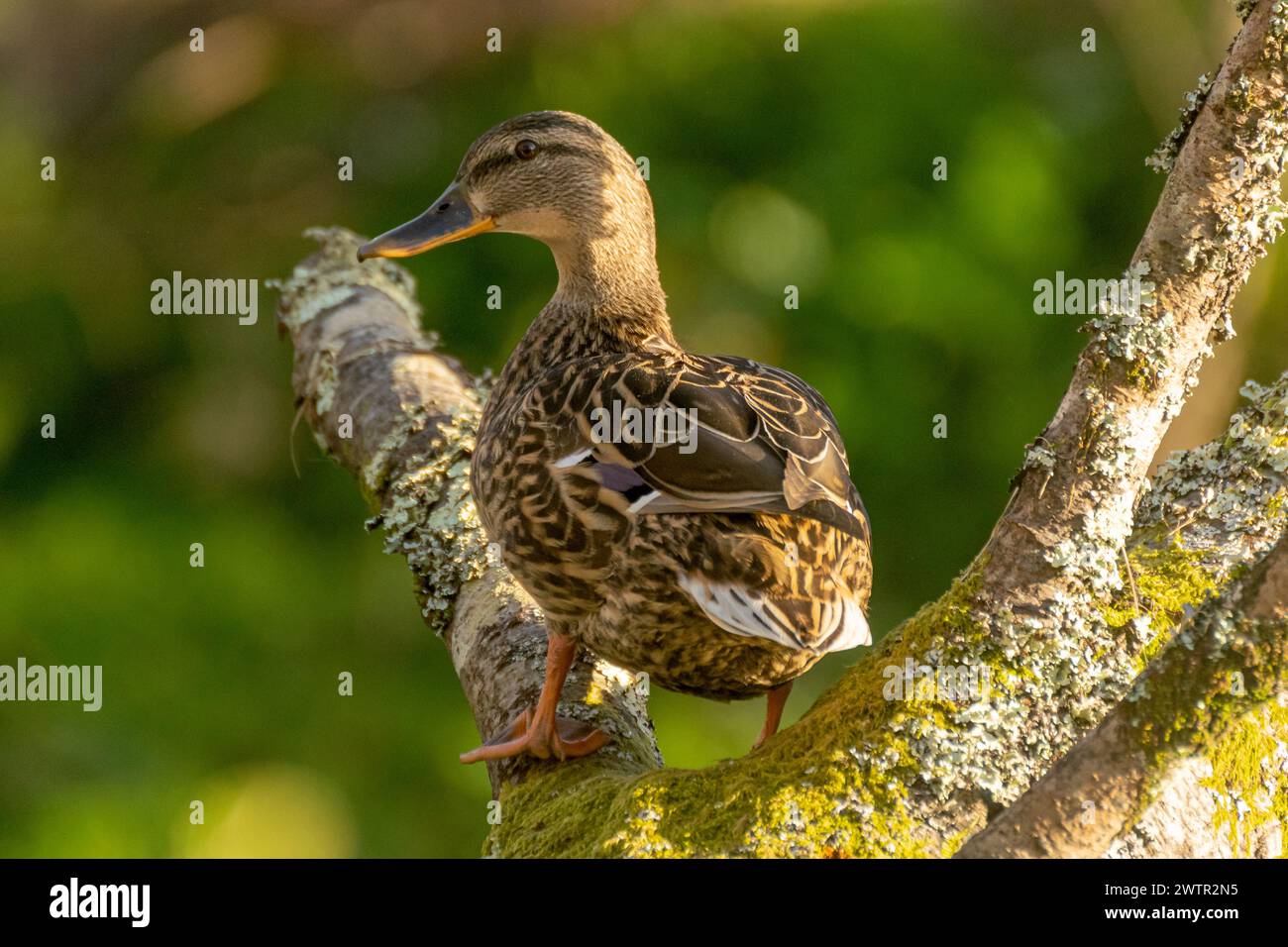 A duck is perched on a tree branch. The duck is brown and white. The ...