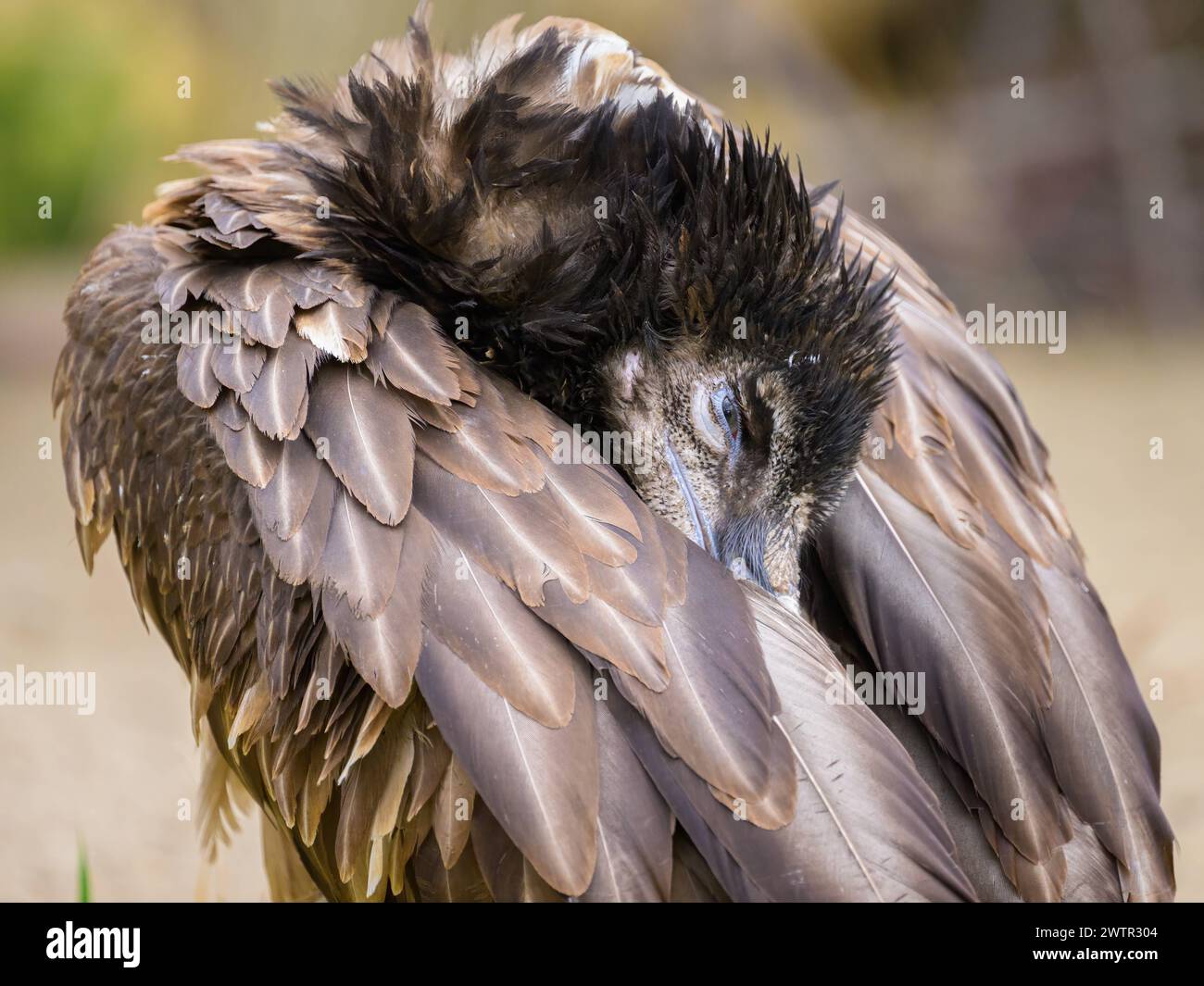 Portrait of a young Bearded Vulture in a zoo, cloudy day in winter ...