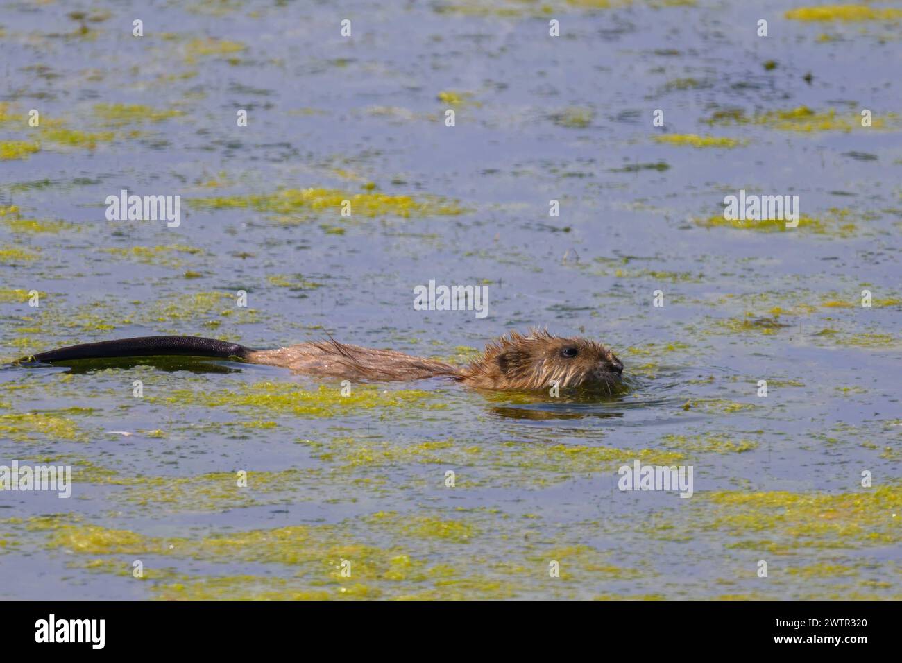 A muskrat swimming in dirty water, sunny day in summer, northern France ...