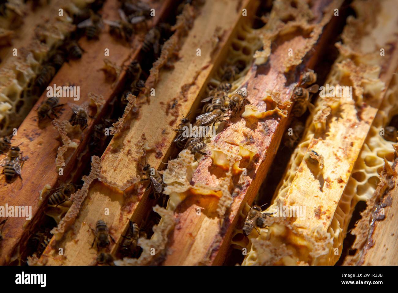 Frames of a beehive. Close up view of the opened hive body showing the ...
