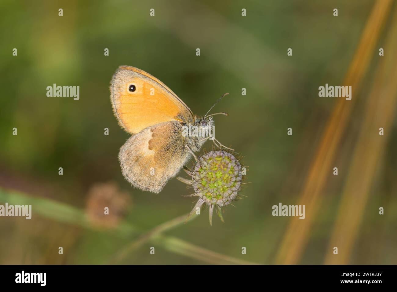 A Small Heath butterfly Coenonympha pamphilus sitting on a plant, sunny ...