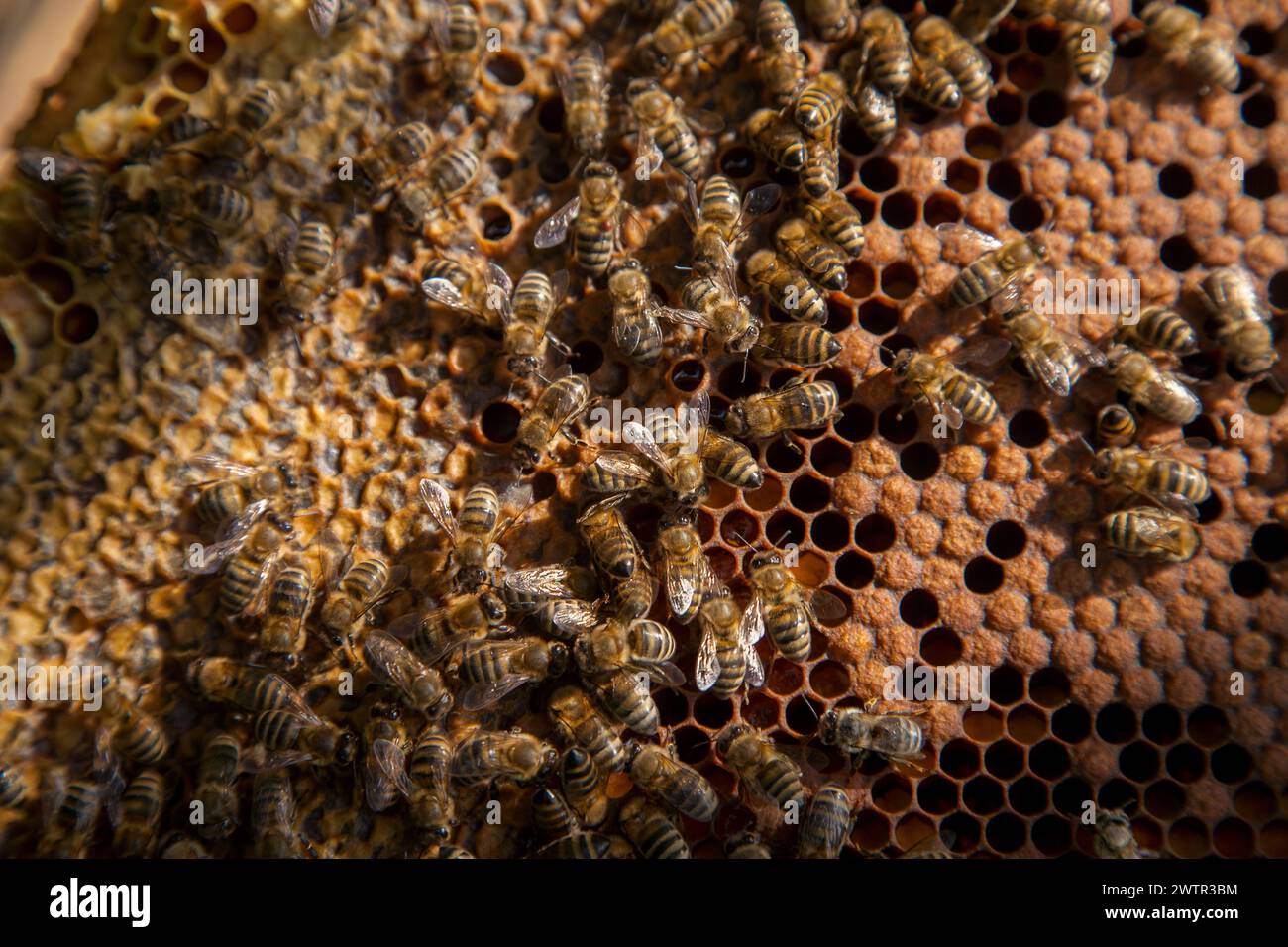 Frames of a beehive. Busy bees inside the hive with open and sealed cells for their young. Birth ...