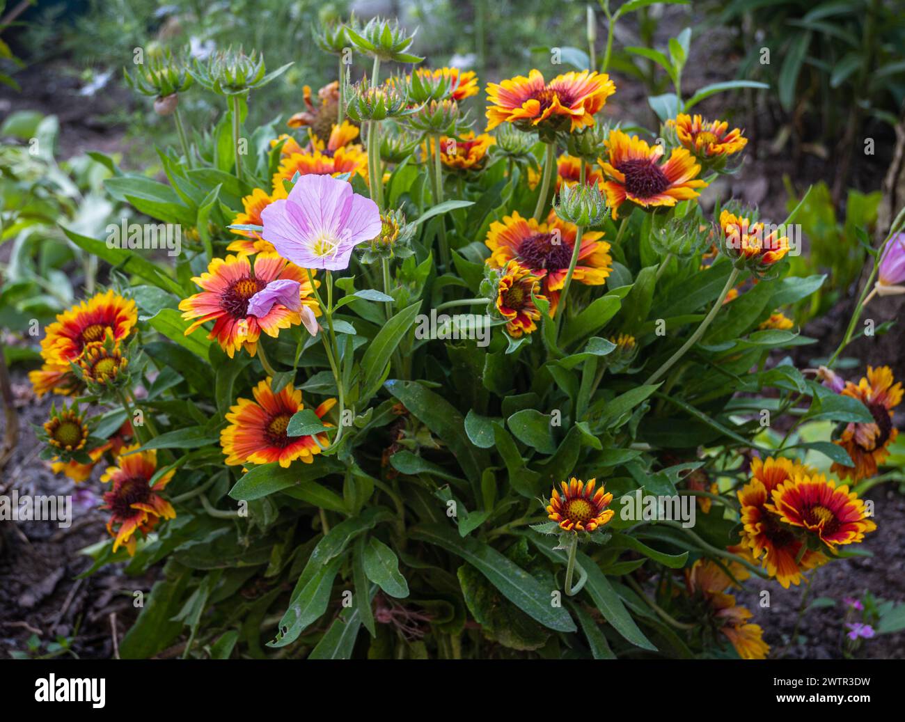 spring colorful flowers and green forests and fresh air Stock Photo - Alamy
