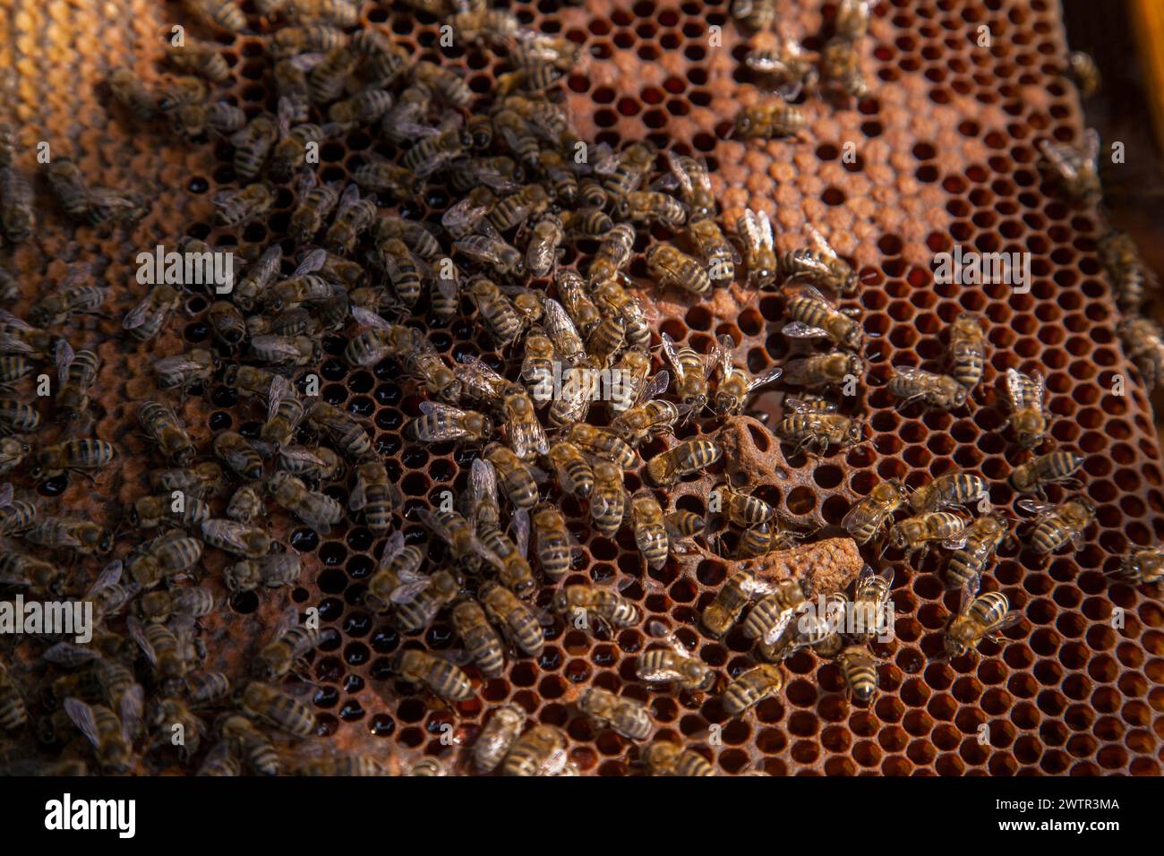 Frames of a beehive. Close up view of big cell with young bee queen ...