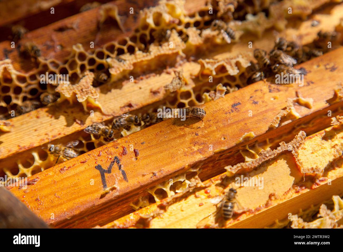 Frames of a beehive. Close up view of the opened hive body showing the ...