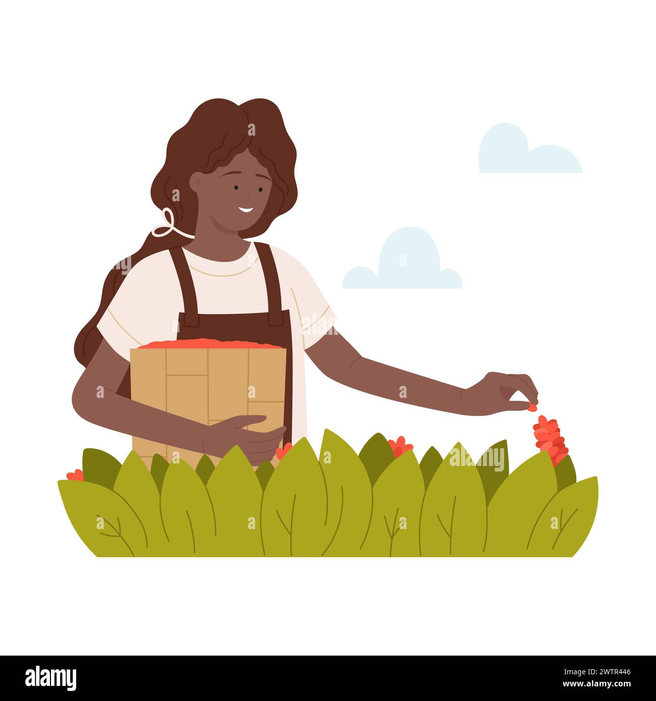 Woman worker harvesting coffee beans. Natural coffee production cartoon ...