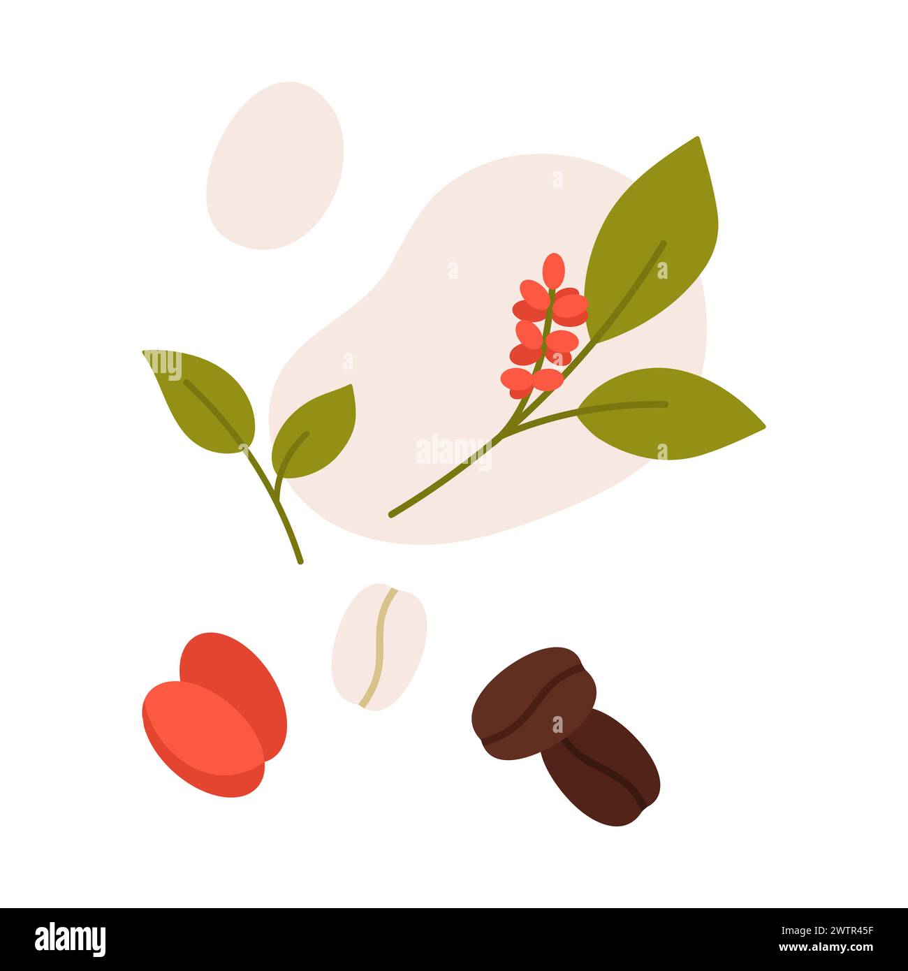 Natural ripe and raw coffee beans. Organic coffee production process ...