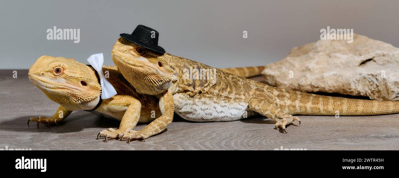 Bearded Dragons: A Close-Up Look at This Amazing Lizards Stock Photo ...