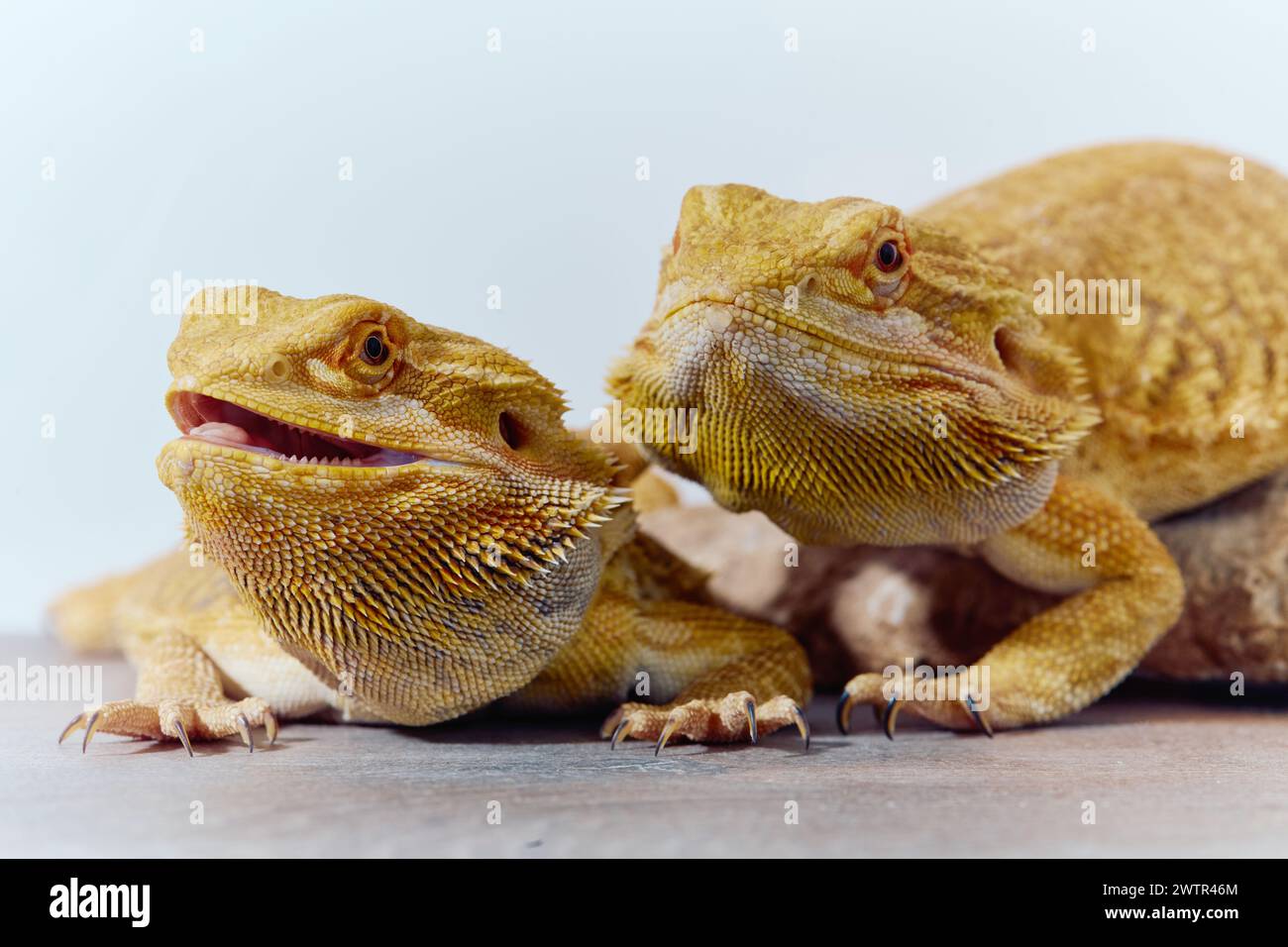 What is a bearded dragons habitat hi-res stock photography and images ...