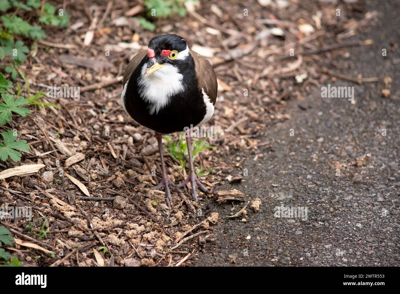 the lapwing has a black cap and broad white eye-stripe, with a yellow ...