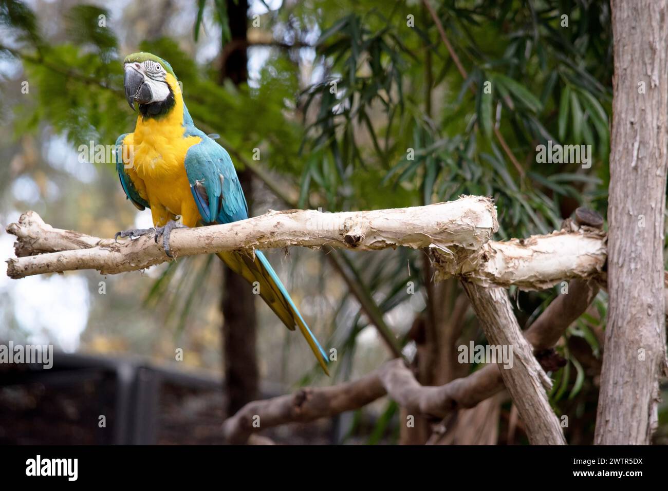 the Back and upper tail feathers of the blue and gold macaw are ...