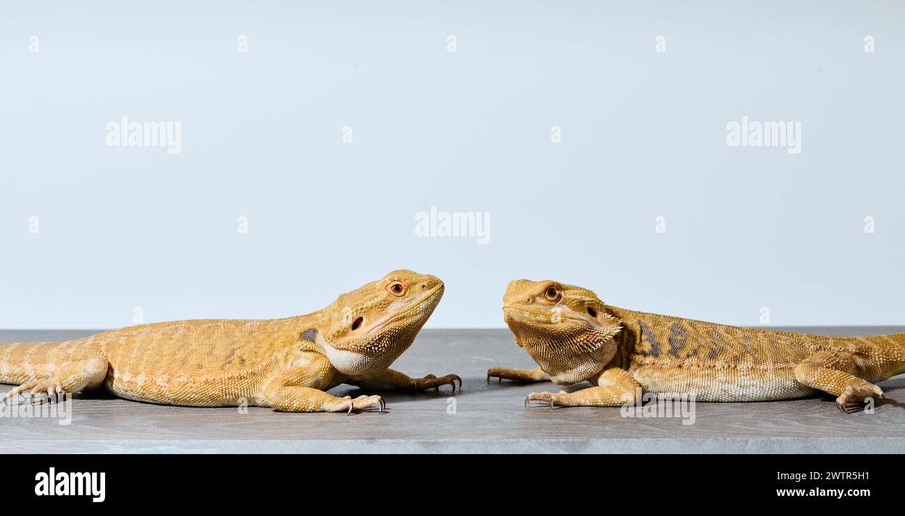 Bearded Dragons: A Close-Up Look at This Amazing Lizards Stock Photo ...