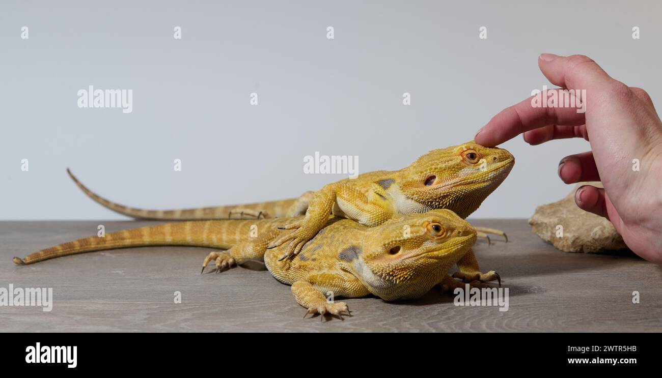 Bearded Dragons: A Close-Up Look at This Amazing Lizards Stock Photo ...