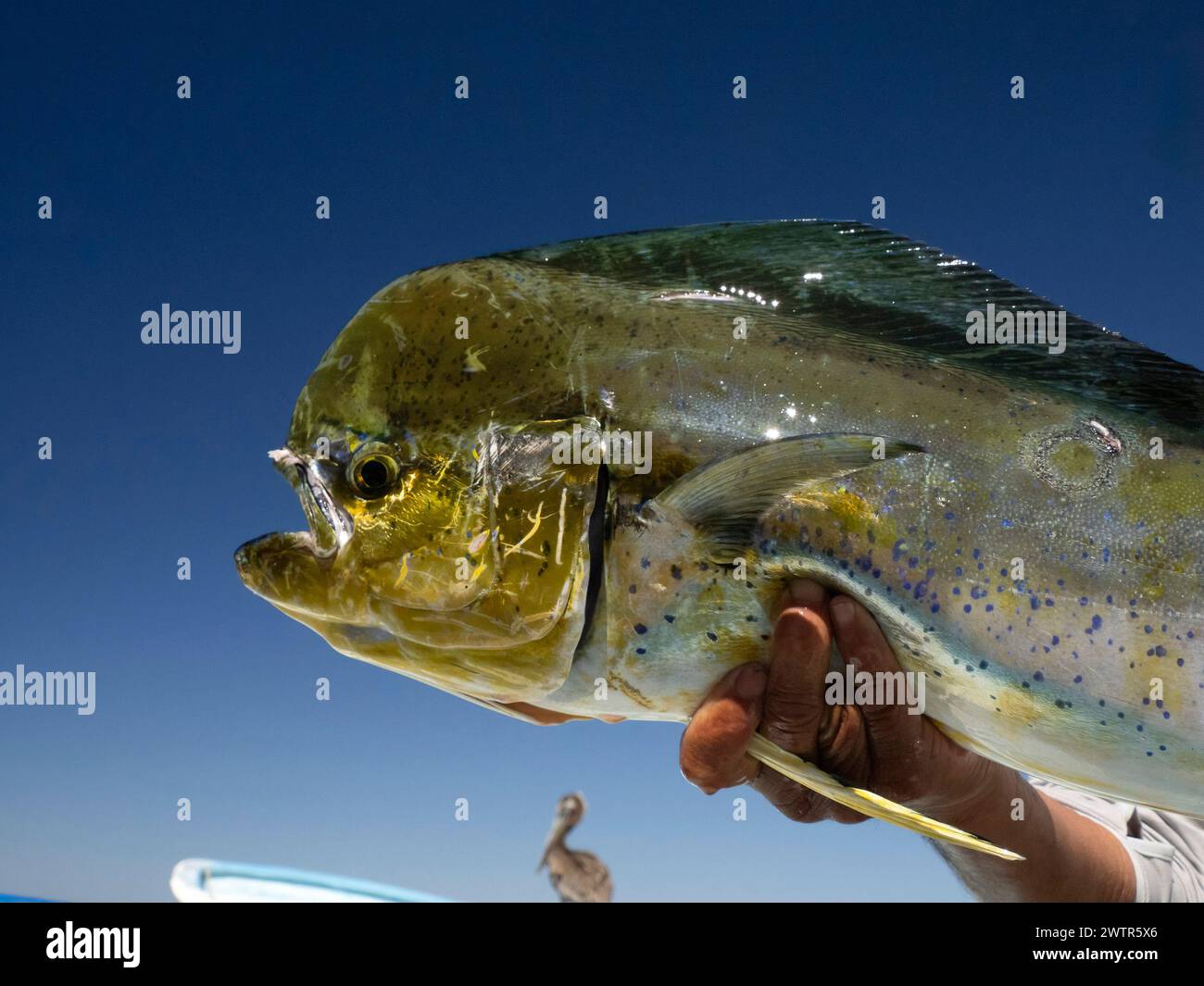 A Mexican Fisherman holding big Mahi Mahi / Dorado fish baja california ...