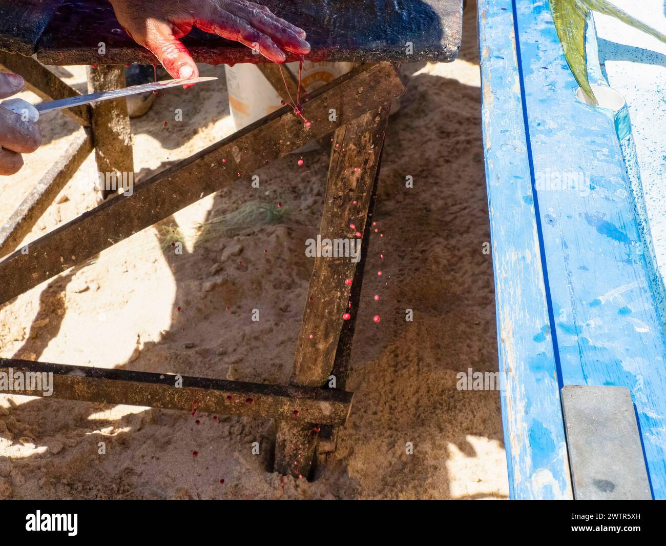A Mahi Mahi / Dorado fish on fisherman cleaning table in mexico baja ...