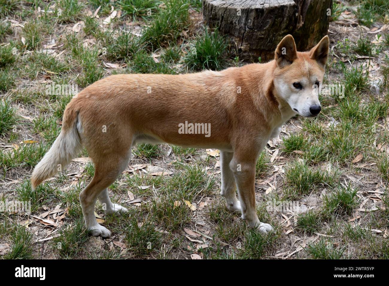Dingos have a long muzzle, erect ears and strong claws. They usually ...