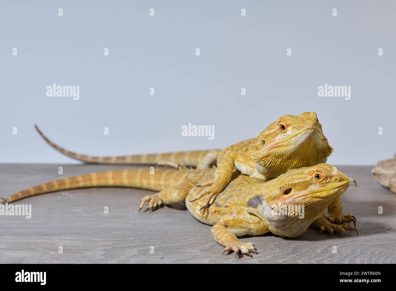 Bearded Dragons: A Close-Up Look at This Amazing Lizards Stock Photo ...