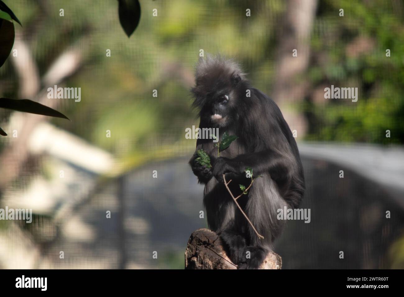 Dusky Leaf-monkeys are generally grey in color and have white patches ...