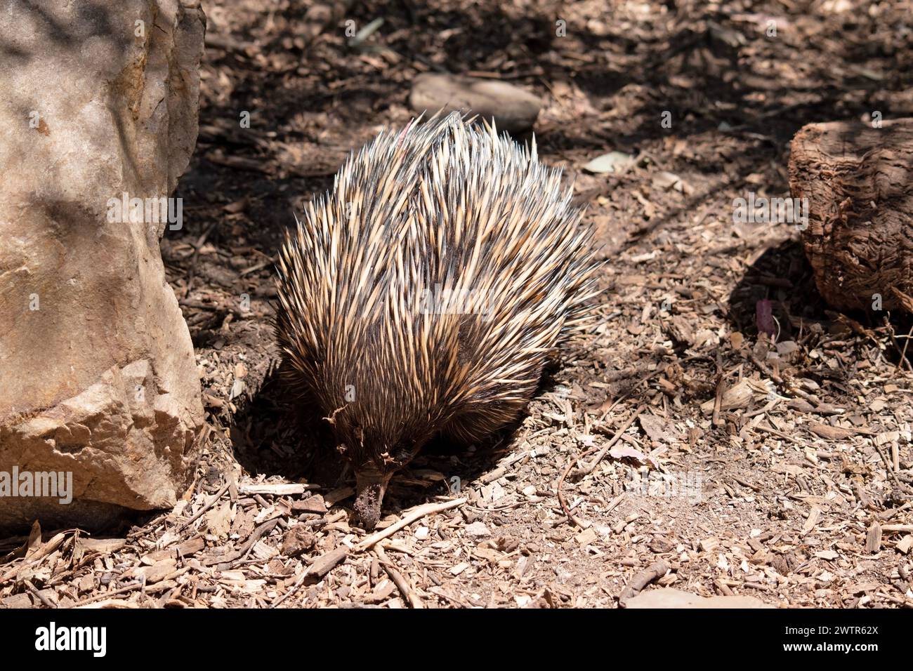 the short nosed echidna has strong-clawed feet and spines on the upper ...
