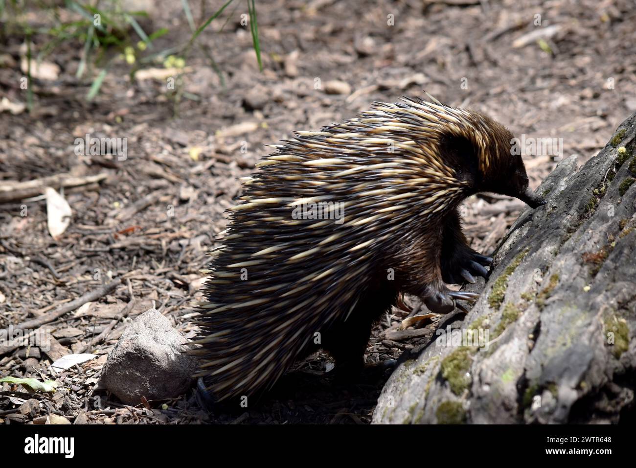 the short nosed echidna has strong-clawed feet and spines on the upper ...