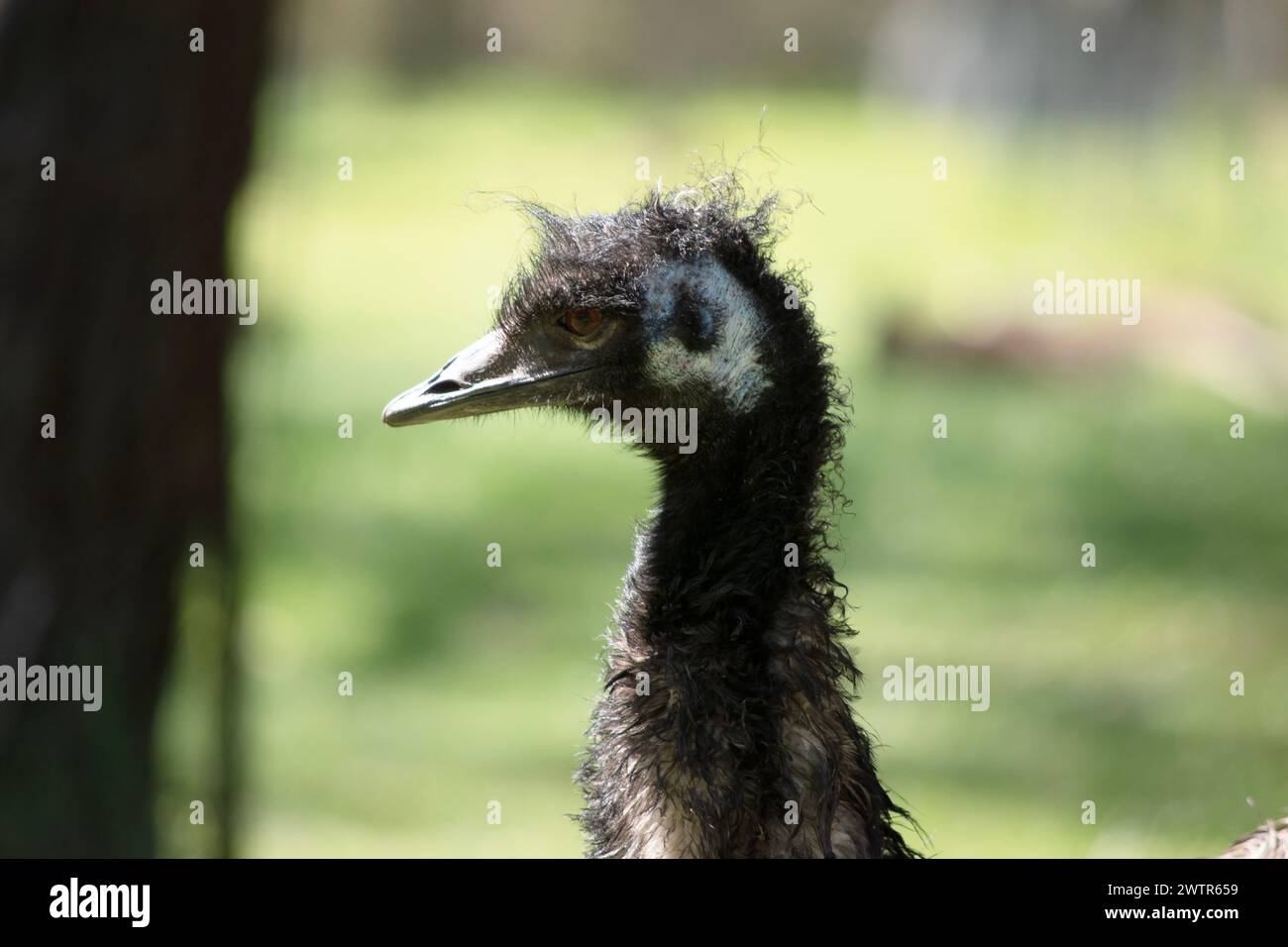 Emus are covered in primitive feathers that are dusky brown to grey ...