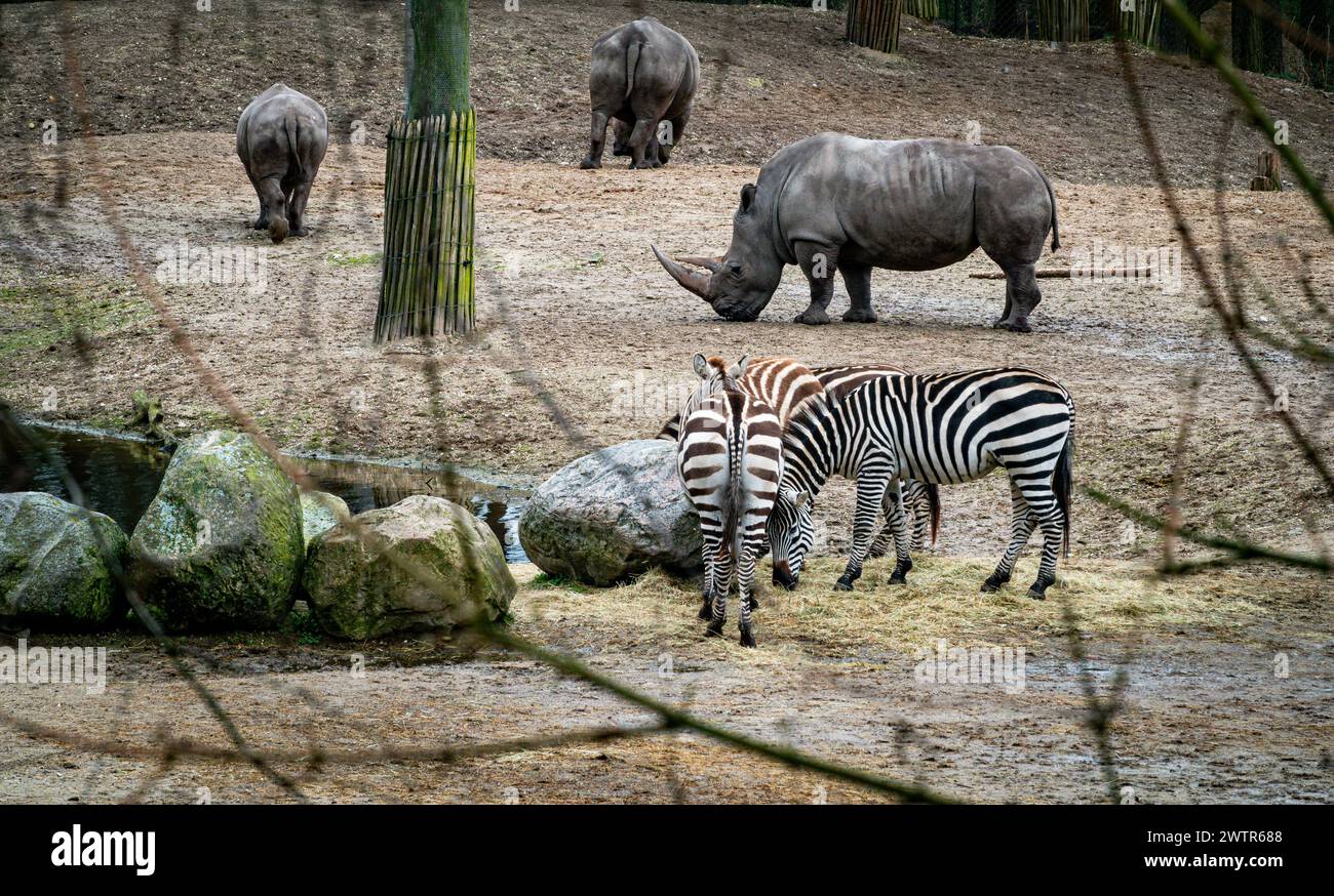 Zebrarhino hi-res stock photography and images - Alamy
