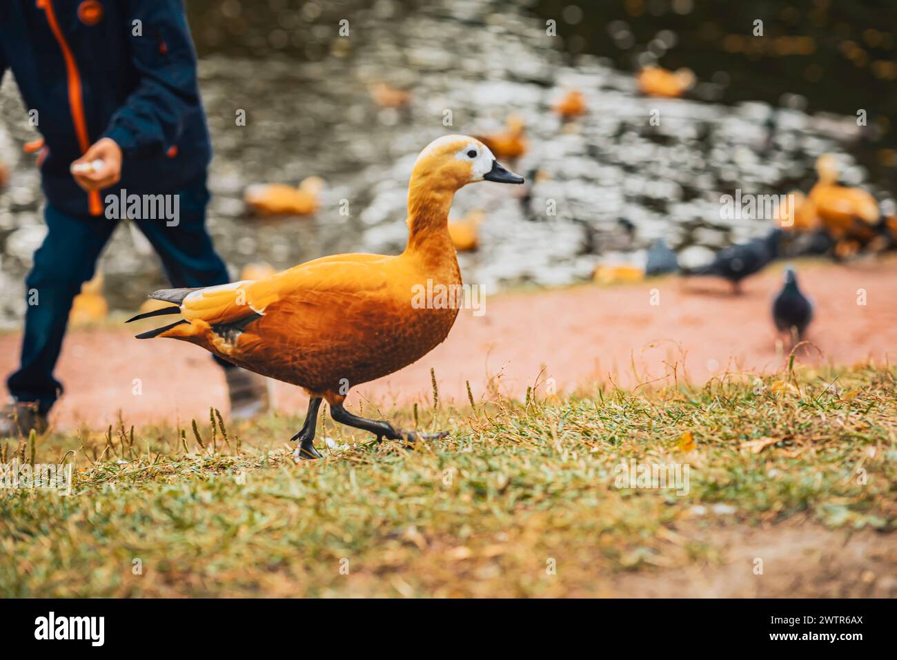 Duck is walking on grass near pond against backdrop of blurred people ...