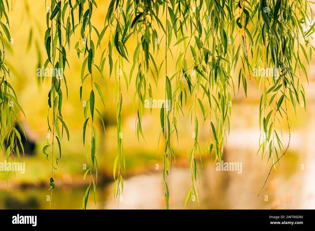 Green leaves hanging down, natural background, autumn concept Stock ...