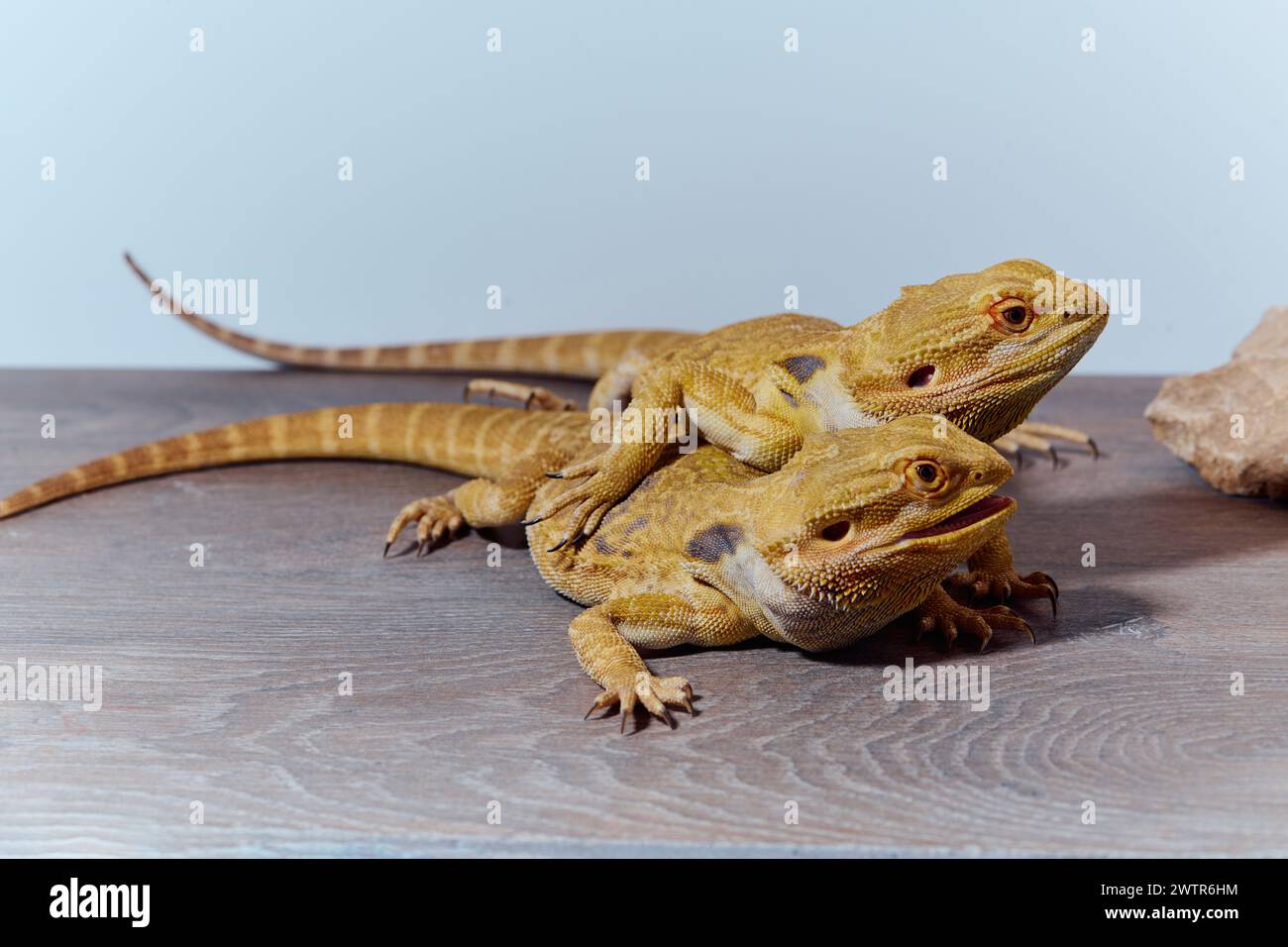 Bearded Dragons: A Close-Up Look at This Amazing Lizards Stock Photo ...