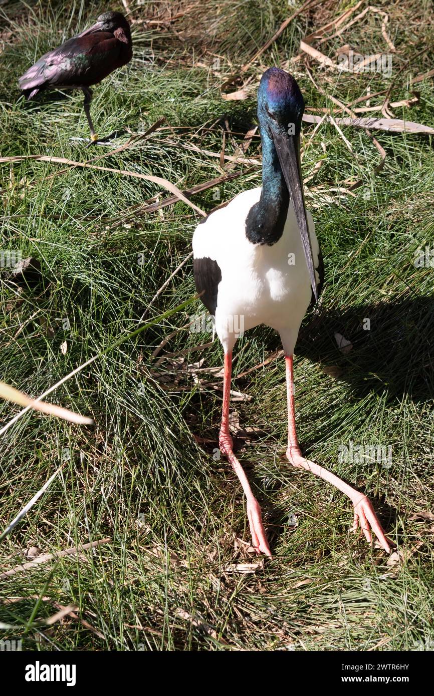 The head and neck of a jabiru is black with an iridescent green and ...