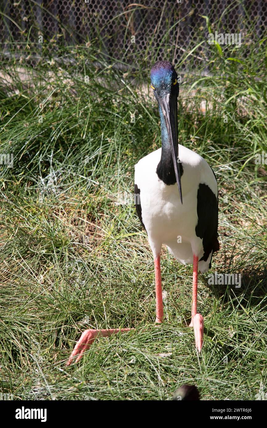 The head and neck of a jabiru is black with an iridescent green and ...