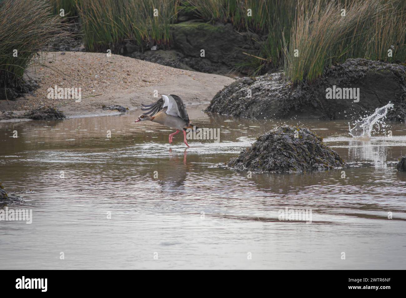 Egyptian goose take off. Douro river, north of Portugal Stock Photo - Alamy
